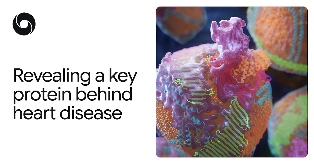 AlphaFold Reveals a Key Protein Behind Heart Disease — Google DeepMind ...
